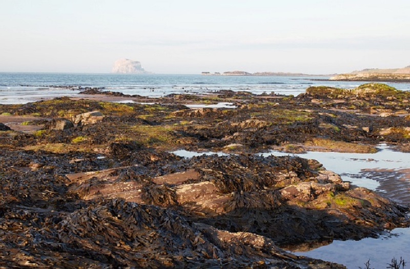 The North Sea Coast and The Firth of Forth Estuary – The England ...