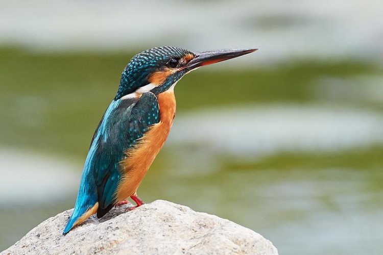 Birdwatching on the Beauly Firth – Merkinch Nature Reserve - Great ...