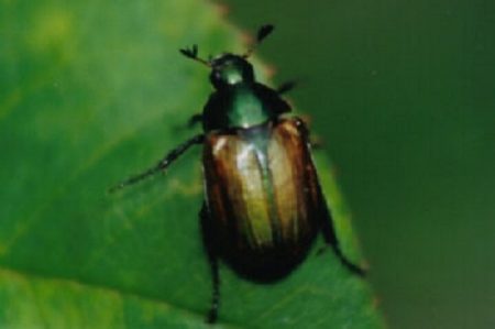Bugs and Insects - Great British Coast
