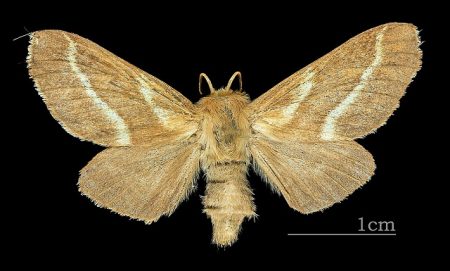 Bugs and Insects - Great British Coast