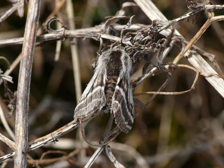 Bugs and Insects - Great British Coast