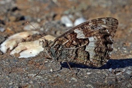 Bugs and Insects - Great British Coast