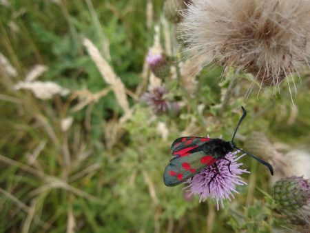 Bugs and Insects - Great British Coast