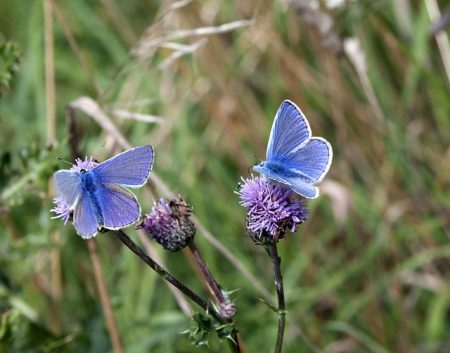 Bugs and Insects - Great British Coast