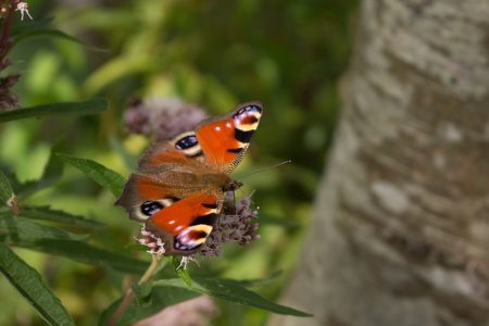 Bugs and Insects - Great British Coast