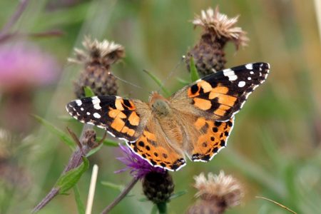 Bugs and Insects - Great British Coast
