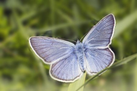 Bugs and Insects - Great British Coast
