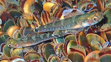 Fish Species & Crustaceans - Great British Coast