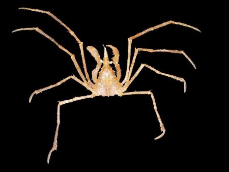 Fish Species & Crustaceans - Great British Coast