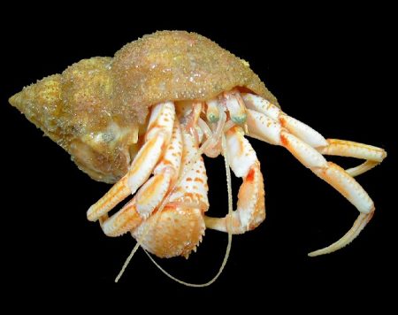 Fish Species & Crustaceans - Great British Coast