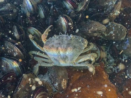 Fish Species & Crustaceans - Great British Coast