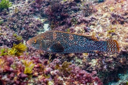 Fish Species & Crustaceans - Great British Coast