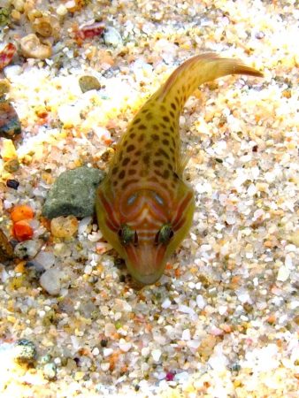UK Coastal Fish Species & Crustaceans - Great British Coast