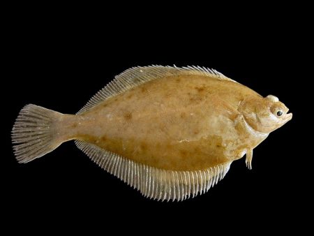 Fish Species & Crustaceans - Great British Coast