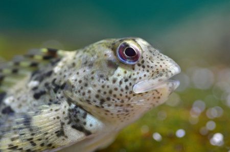 Fish Species & Crustaceans - Great British Coast