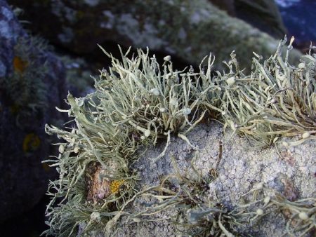 Plants, Algae & Fungi - Great British Coast