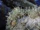 Plants, Algae & Fungi - Great British Coast